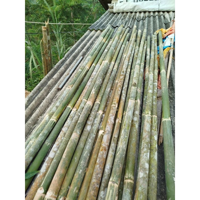 Jual Tiang bambu tongkat bambu asli panjang 120cm | Shopee Indonesia