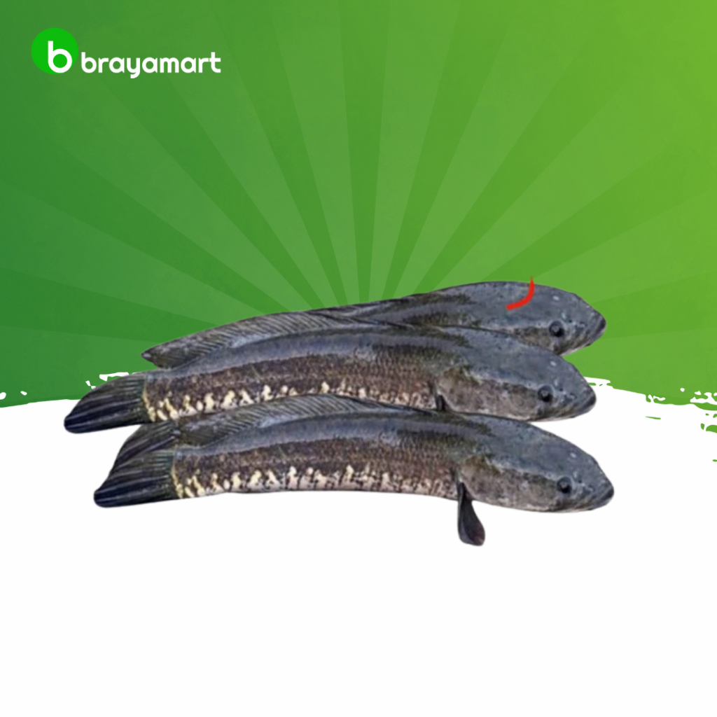 Jual Ikan gabus 1 kg Brayamart | Shopee Indonesia