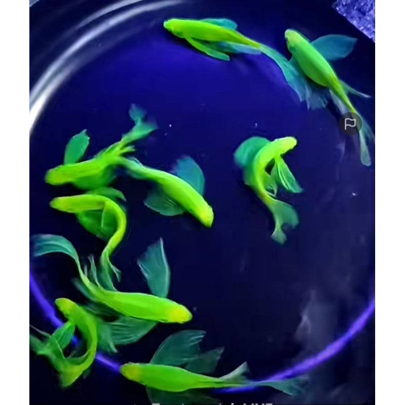 Jual perlengkapan IKAN DANIO SLAYER INDUKAN 1 PASANG IKAN DANIO SLAYER ...