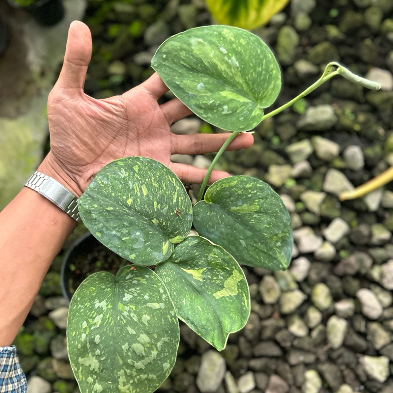 Jual Scindapsus Baticon Variegata | Shopee Indonesia