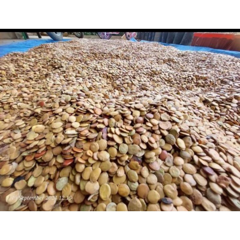 Jual Biji Gamal 1kg / benih Gamal premium / gliricidia sepium / Legum ...