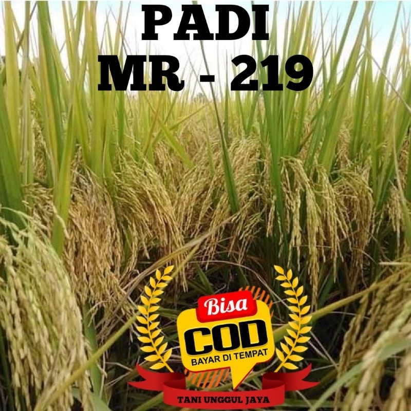 Jual Benih Padi Mr 219 Kemasan 5kg | Shopee Indonesia