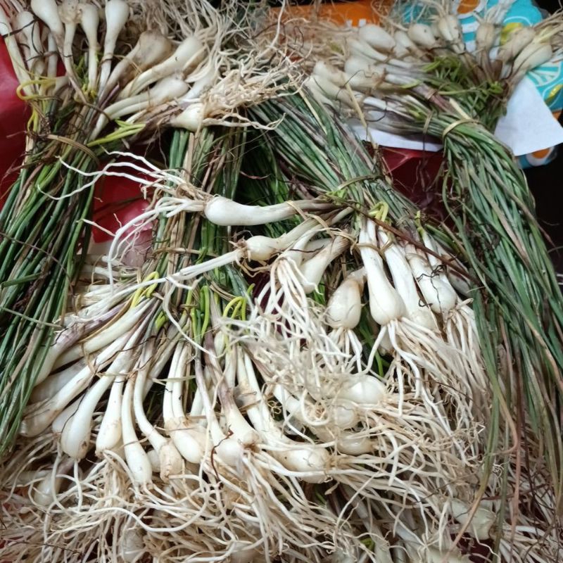 Jual Bawang Batak/Bawang Hosaya/Lokio/Daun bawang batak | Shopee Indonesia