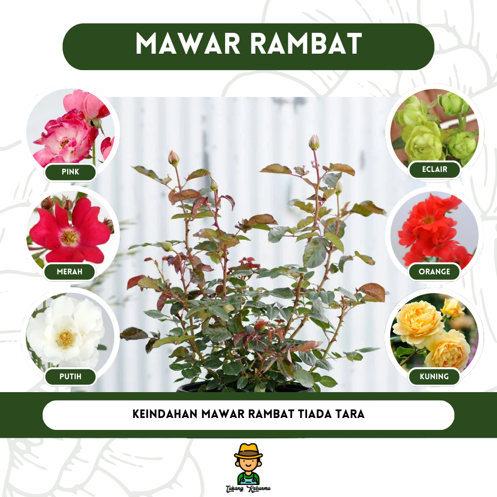 Jual Bibit Mawar Rambat Merah Climbing Rose (20-30Cm) | Shopee Indonesia
