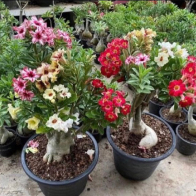 Jual Terlaris Tanaman Hias Adenium 4 Warna Dalam Satu Pohon Kamboja