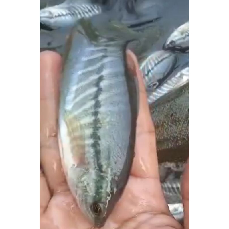 Jual ikan sepat siam | Shopee Indonesia