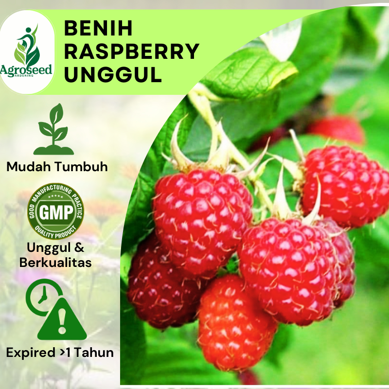 Jual 5 Benih Biji Bibit Raspberry Premium Seed | Shopee Indonesia