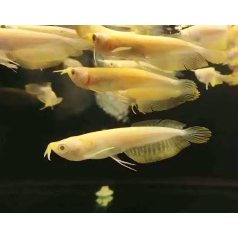 Jual Arwana Albino Brazil | Shopee Indonesia