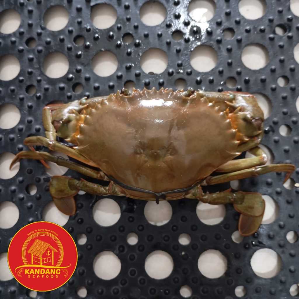 Jual Kepiting Bakau Papua Fresh Frozen 1 Kg | Shopee Indonesia