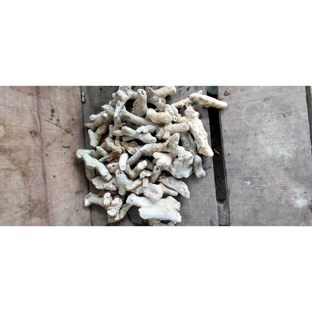 Jual KARANG JAHE MEDIA FILTER TEMURAH 1Kg | Shopee Indonesia