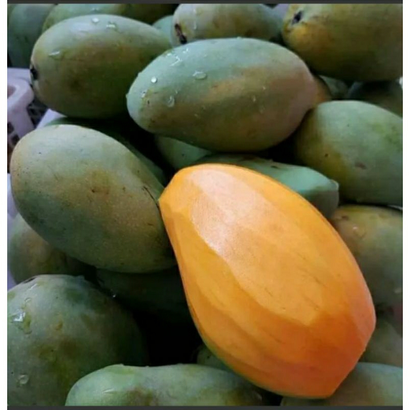 Jual Mangga Harum Manis Matang pohon (1kg) | Shopee Indonesia