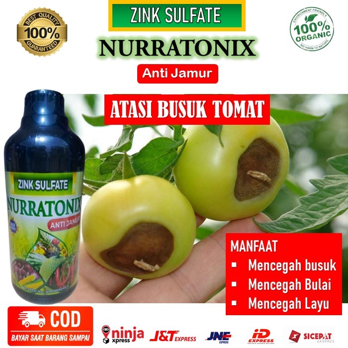 Jual obat semprot atasi busuk tomat - pupuk tomat terbaik - ZINK ...