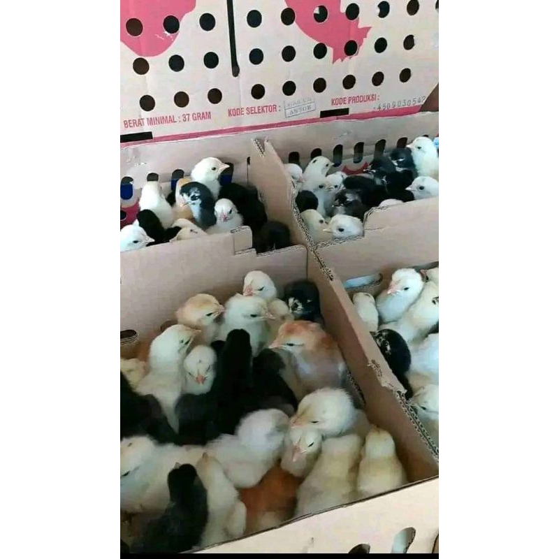 Jual DOC AYAM KAMPUNG JOPER - BIBIT AYAM KAMPUNG JOWO SUPER (JOPER ...