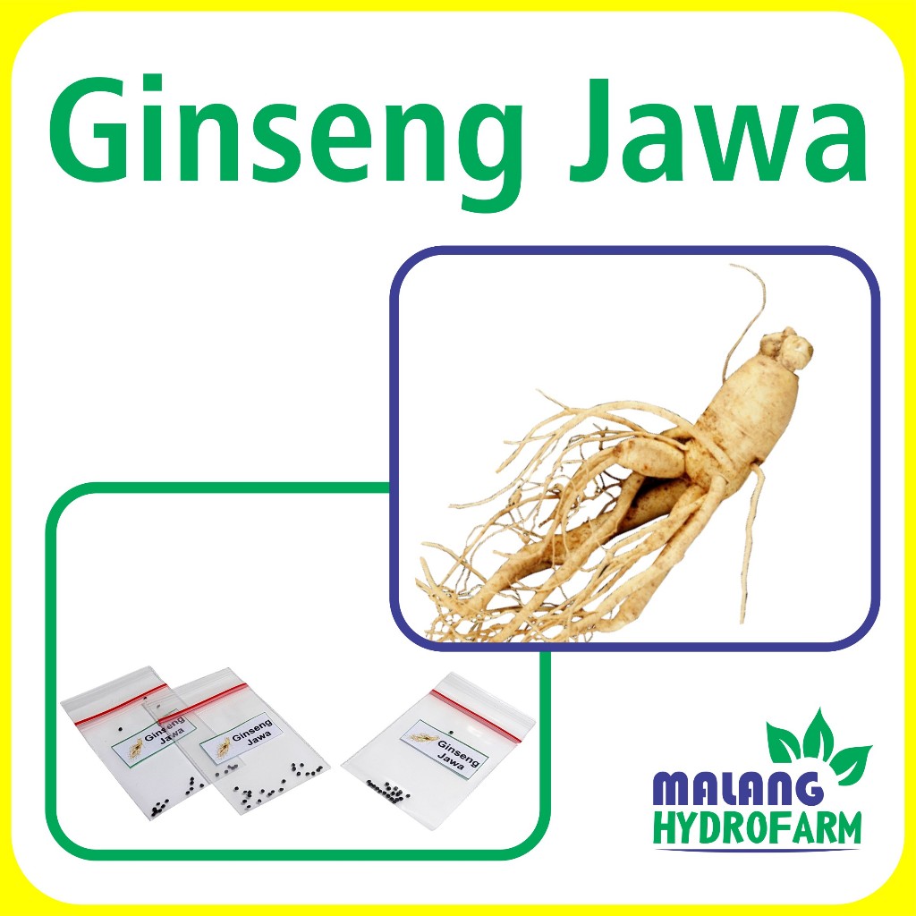 Jual Benih Ginseng Jawa Unggulan Berkualitas biji bibit repack talinum ...