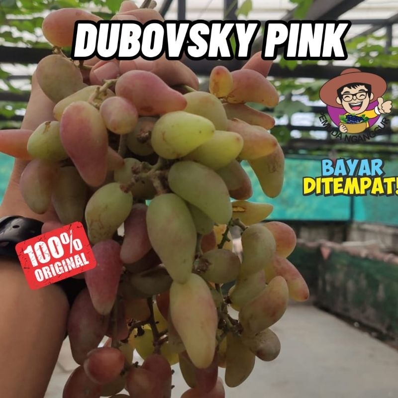 Jual Bibit Anggur Import DUBOVSKY PINK GENJAH PEMUDA NGANGGUR | Shopee ...