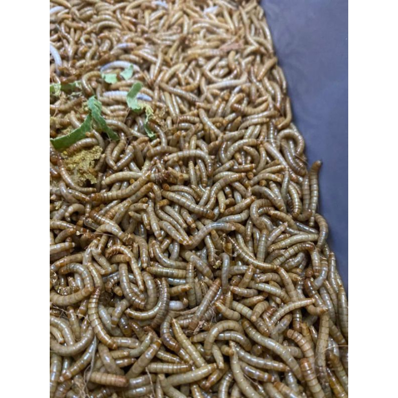 Jual Ulat hongkong premium 500 gram pakan burung kicau | Shopee Indonesia