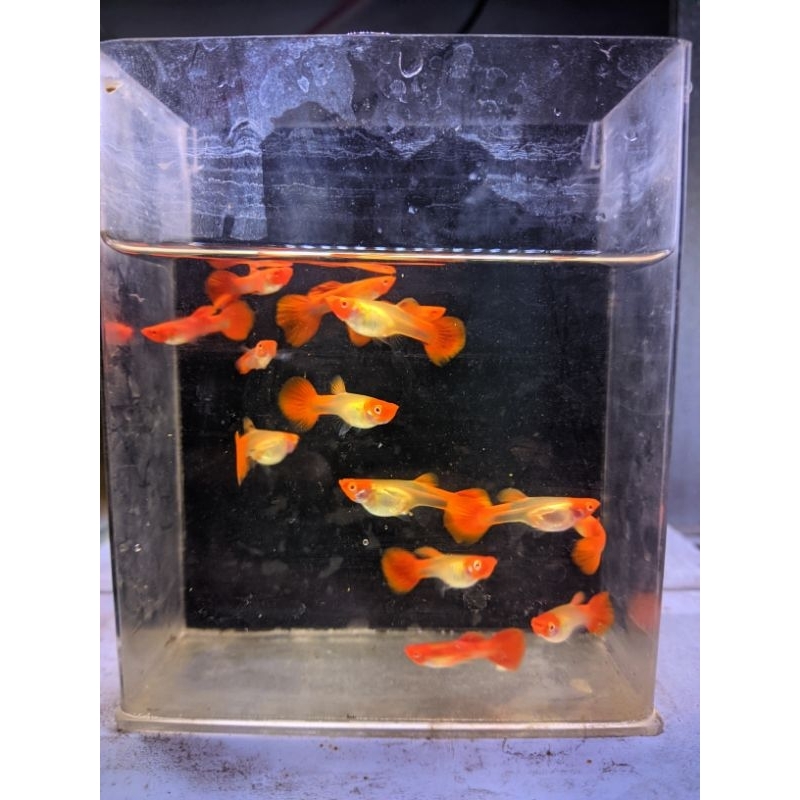 Jual stiker aquarium, guppy albino koi gen red ear | Shopee Indonesia