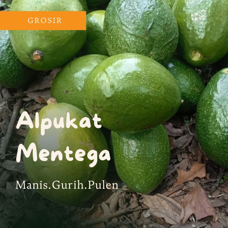 Jual Alpukat Mentega Super 1 kg | Shopee Indonesia