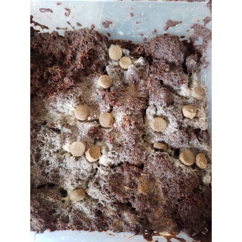 Jual Cacing grindalworm cacing putih | Shopee Indonesia