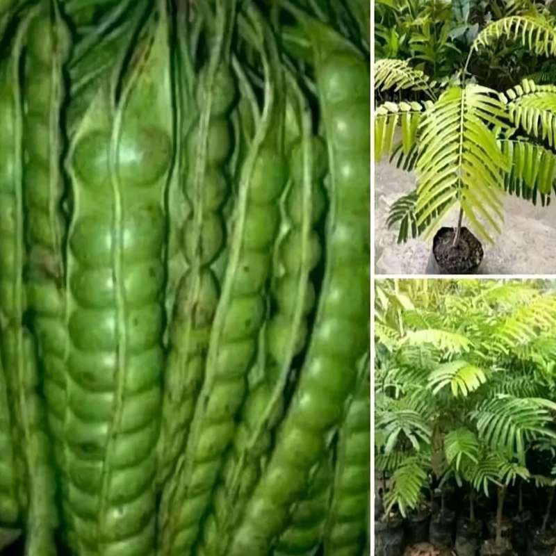 Jual Bibit petai asli tanaman buah hasil okulasi super genjah | Shopee ...