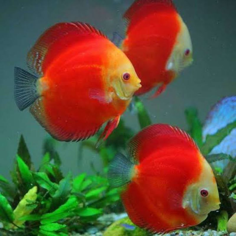 Jual hiasan aquarium ikan discus red melon 2cm | Shopee Indonesia