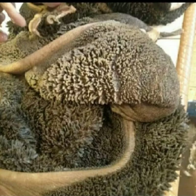 Jual Babat Jeroan Daging Sapi Asli Murni Lokal Fresh 1Kg | Shopee Indonesia