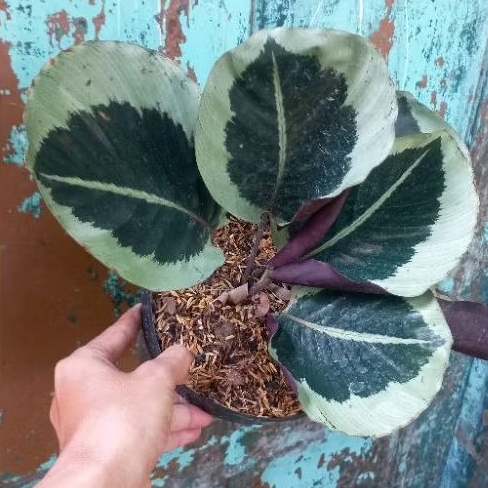 Jual Tanaman Calathea Cynthia | Shopee Indonesia