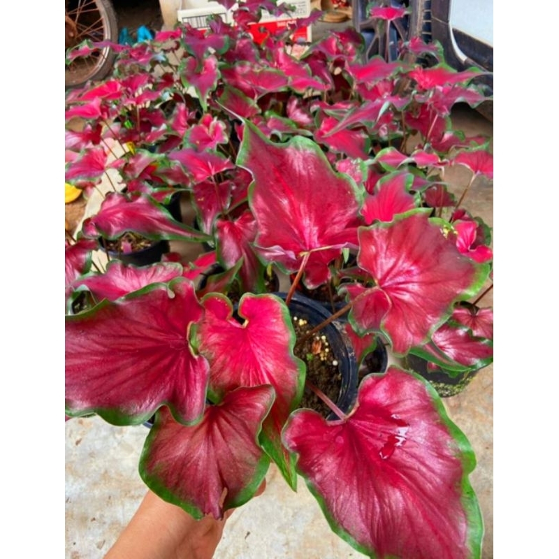 Jual ( BISA COD ) Caladium Anggur Merah Keladi Hias Anggur Merah ...
