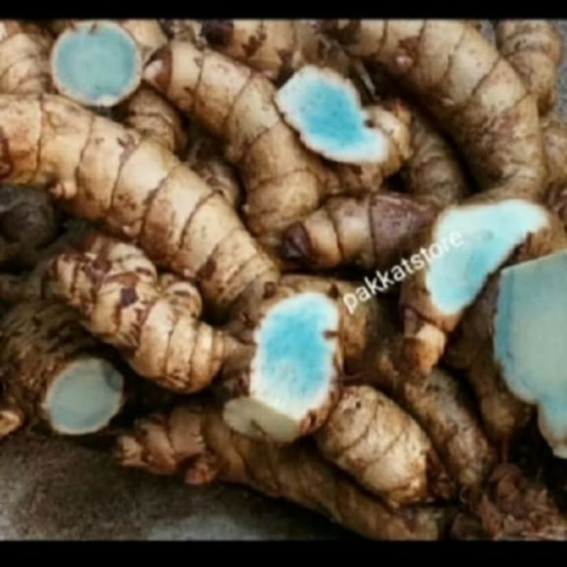 Jual Temu Hitam/Temu Ireng Fresh 500 g | Shopee Indonesia