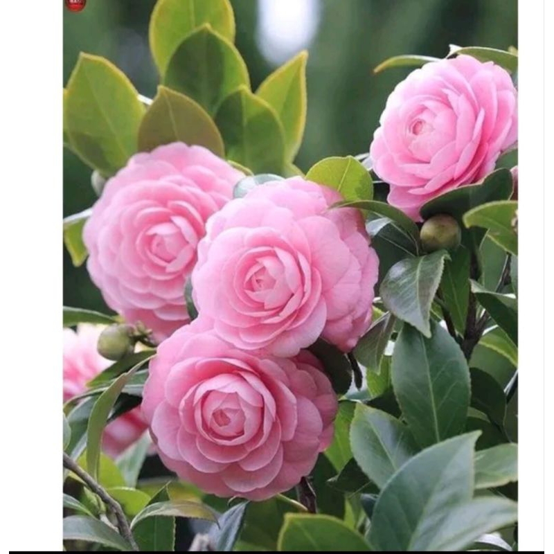 Jual Tanaman Hias Bunga Camelia pink / Tanaman Camelia bunga pink ...