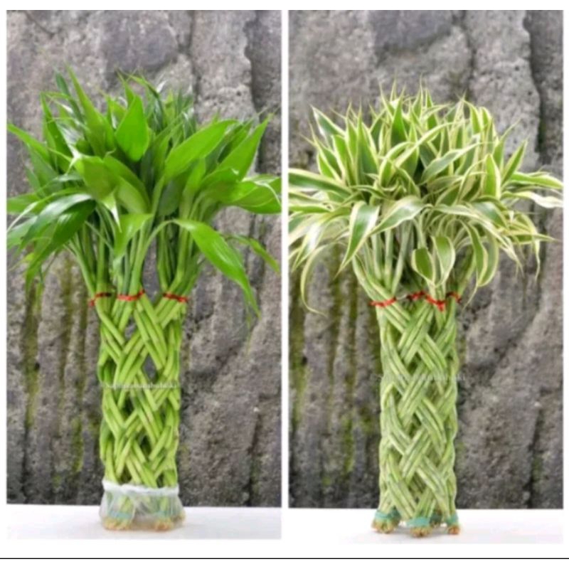 Jual Tanaman Hias Bambu hoki kepang | Shopee Indonesia