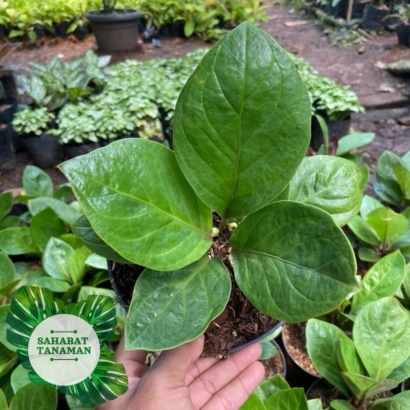 Jual Anthurium jemani cobra - Anturium Jemani kobra | Shopee Indonesia