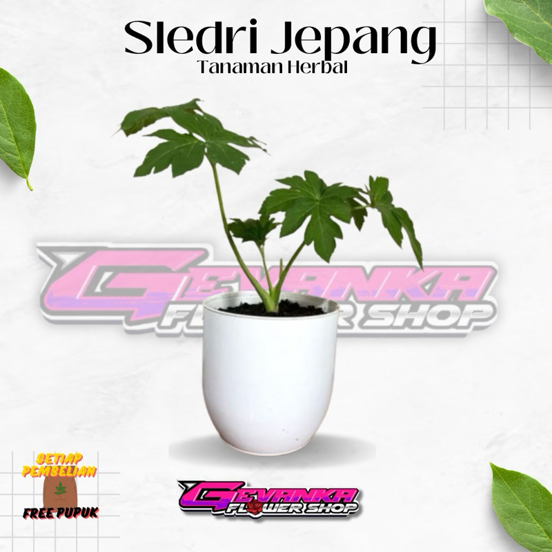 Jual Daun Herbal SELEDRI JEPANG ASHITABA - Bibit Tanaman Herbal Seledri ...