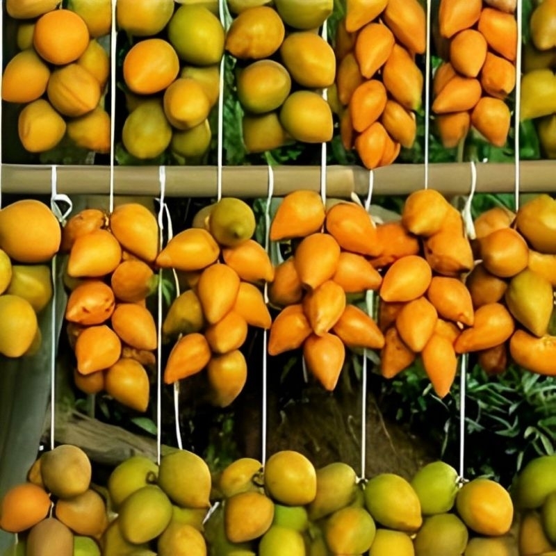 Jual Sawo Belanda Segar 1kg - Alkesa / Sawo Mentega | Shopee Indonesia