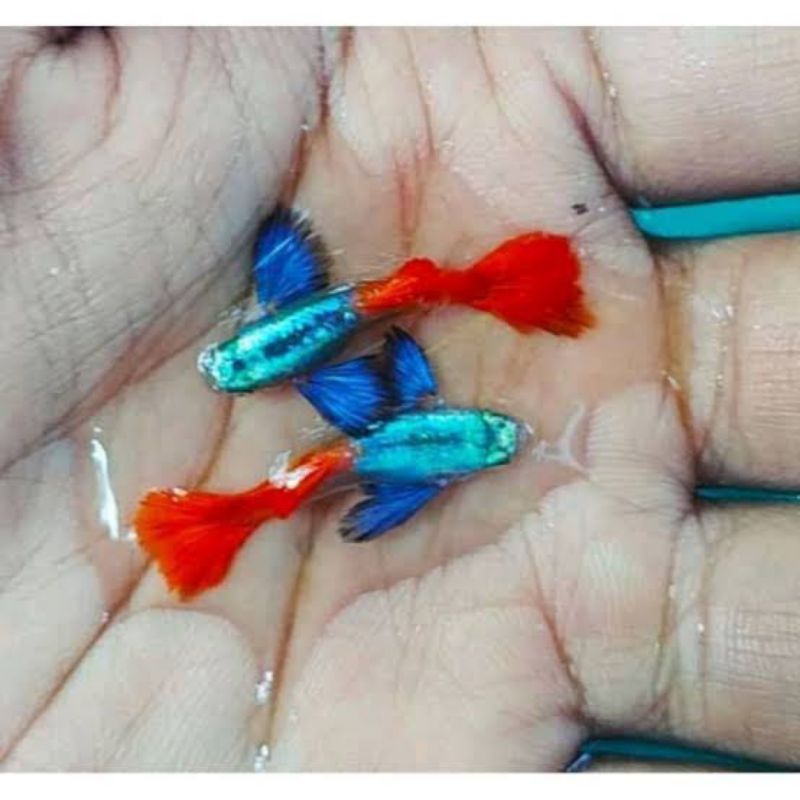Jual pembersih lantai ikan guppy PRTDE Halfmoon | Shopee Indonesia