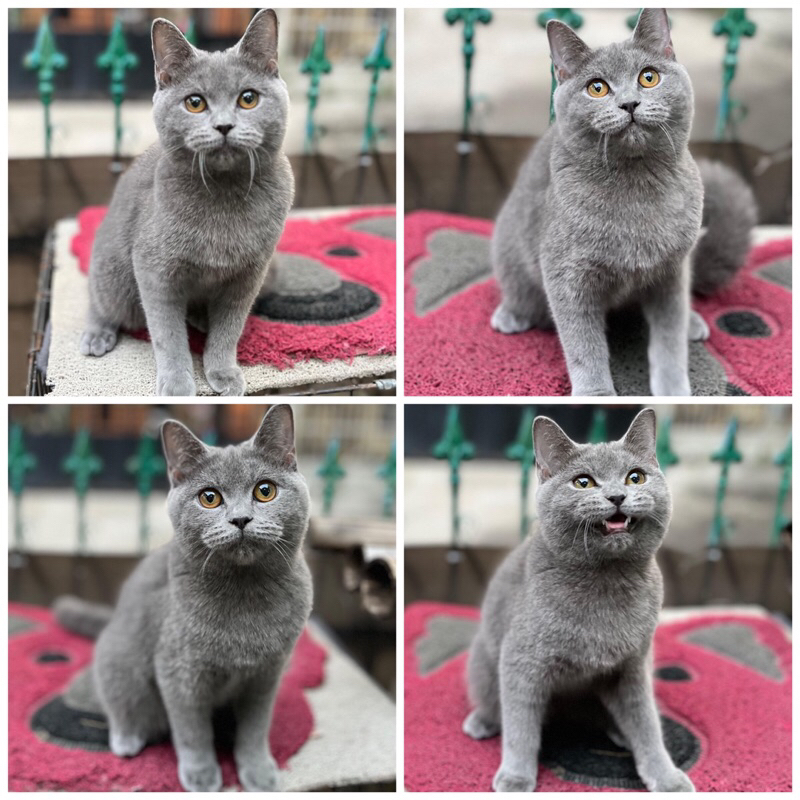 Jual kucing british shorthair (BSH) | Shopee Indonesia