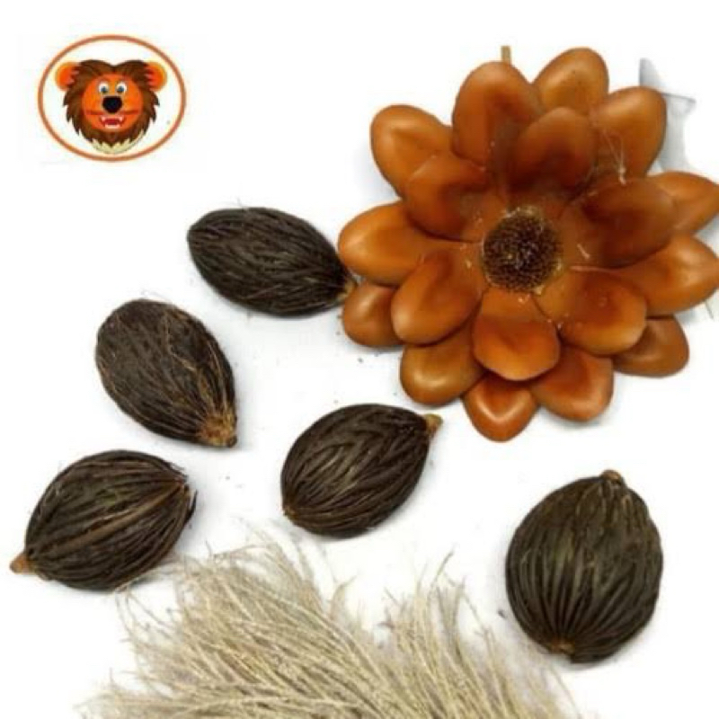 Jual 3 BENIH BIJI biji tanaman hias palem raja | Toko pertanian1 ...