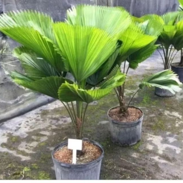 Jual tanaman palem kipas ( palem kol ) | Shopee Indonesia