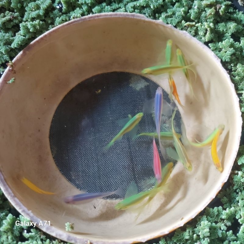 Jual hiasan danio slayer isi 30 mix | Shopee Indonesia