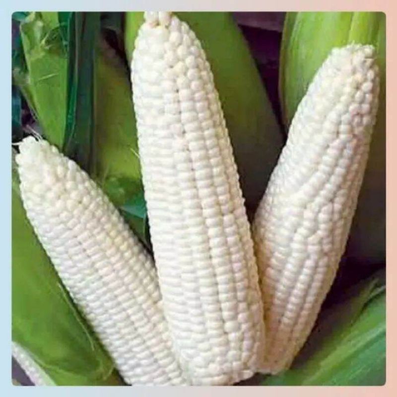 Jual 100 BUTIR BENIH JAGUNG KETAN PULUT PUTIH | Shopee Indonesia