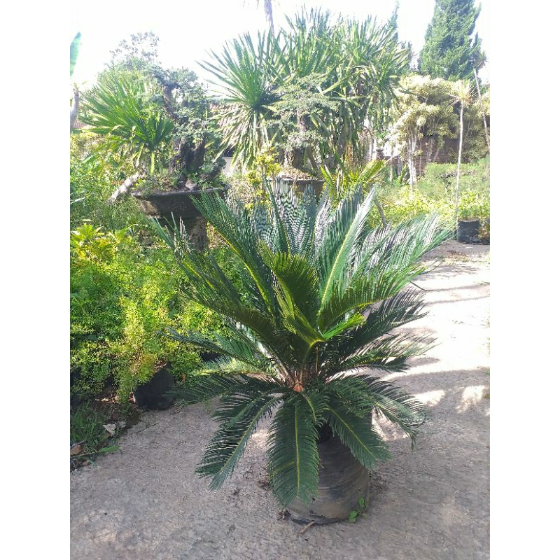 Jual tanaman sikas jambe, mawar jambe batang besar mode daun rimbun ...