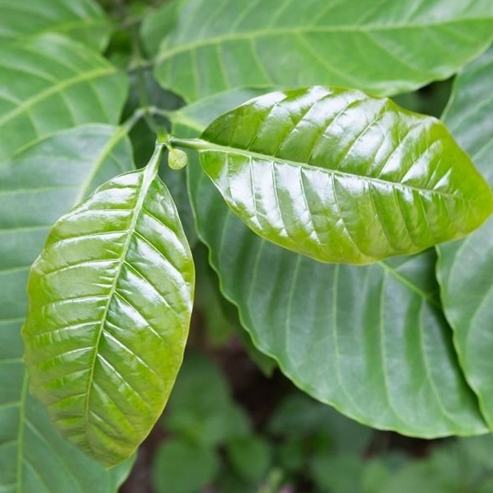 Jual HERBAL DAUN KOPI FRESH SEGAR 250gram | Shopee Indonesia