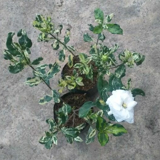 Jual tanaman hias gardenia jasminoides varigata aroma bunga wangi ...