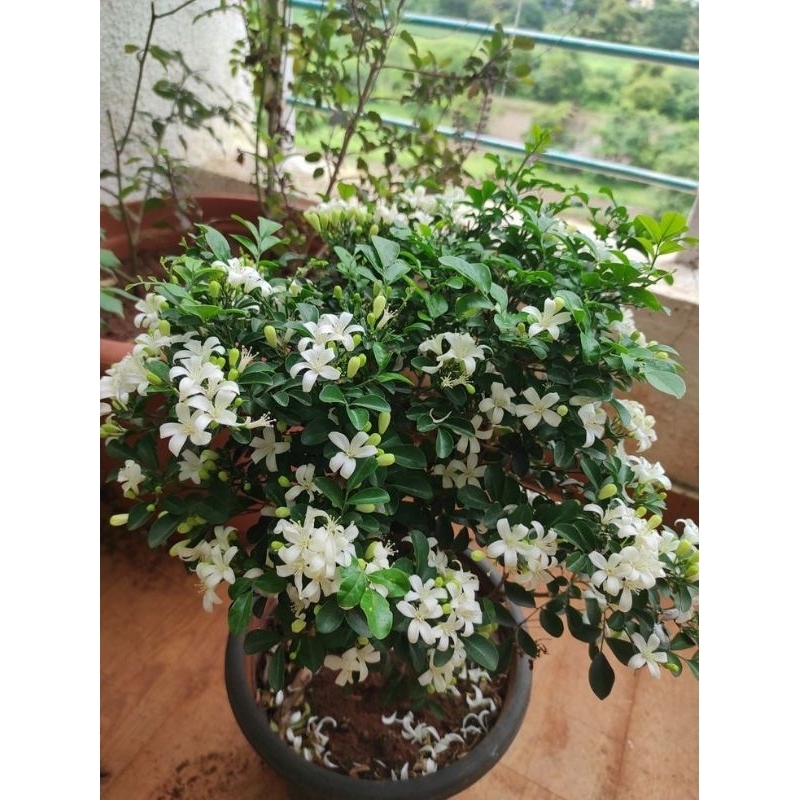 Jual FLORA | Tanaman Hias Melati jasmin Bunga Putih - Tanaman Hidup ...