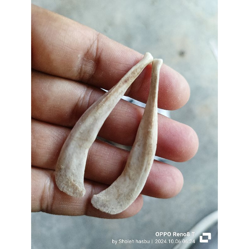 Jual singkal orijinal | Shopee Indonesia