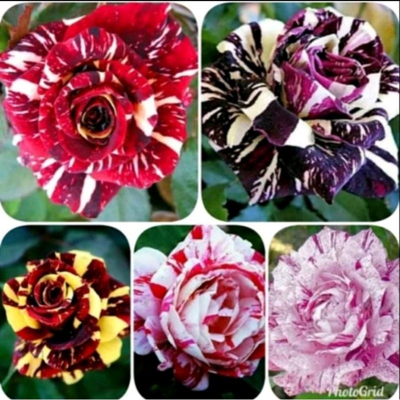 Jual paket 5 tanaman Mawar bunga hidup - tanaman bunga mawar batik 5 ...