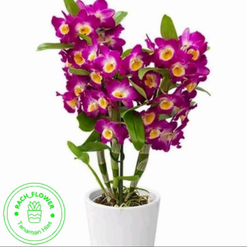 Jual PROMO!! Anggrek dendrobium nobile - sudah knop/spike-sudah kuncup ...