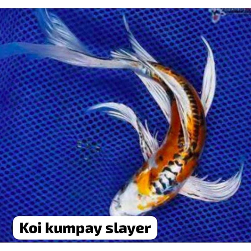 Jual Ikan koi kumpay slayer | Shopee Indonesia