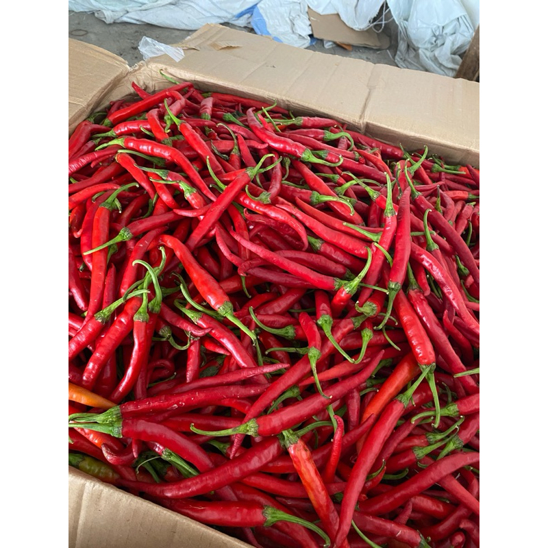 Jual Cabe merah besar TW 1 kg | Shopee Indonesia