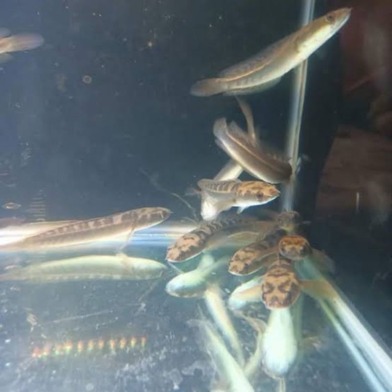 Jual Baby Maru Yellow Sentarum 10-12cm ( YS BATIK ) | Shopee Indonesia